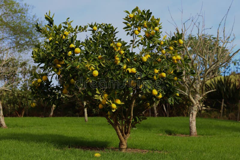 A Lemon Tree Full of Fruits Stock Image - Image of yellow, beautiful ...