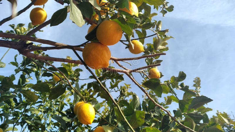 Lemon tree stock photo. Image of natural, fresh, lemons - 138474142