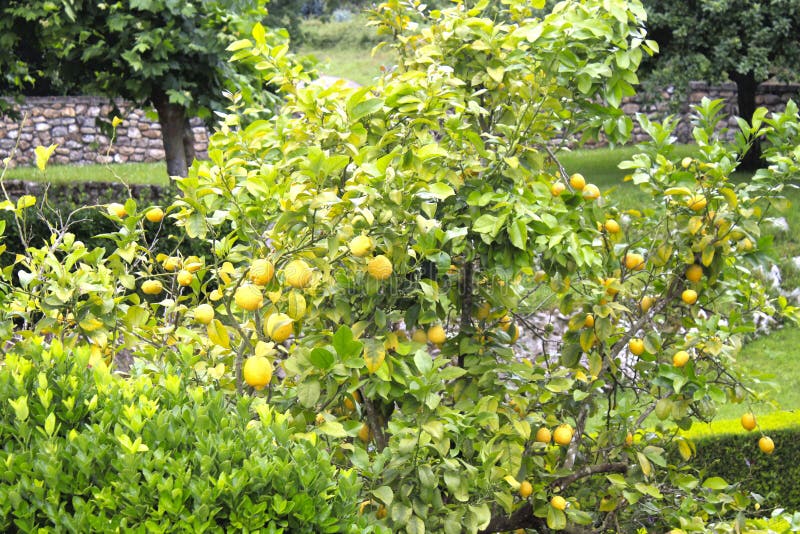Lemon Tree - Spain stock image. Image of spain, growing - 22428943