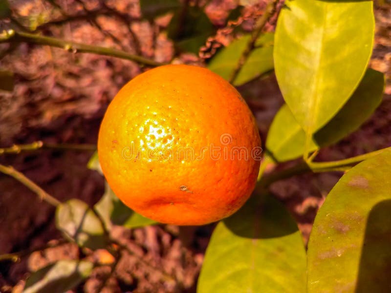 Lemon tree in the garden stock image. Image of orchard - 134496233