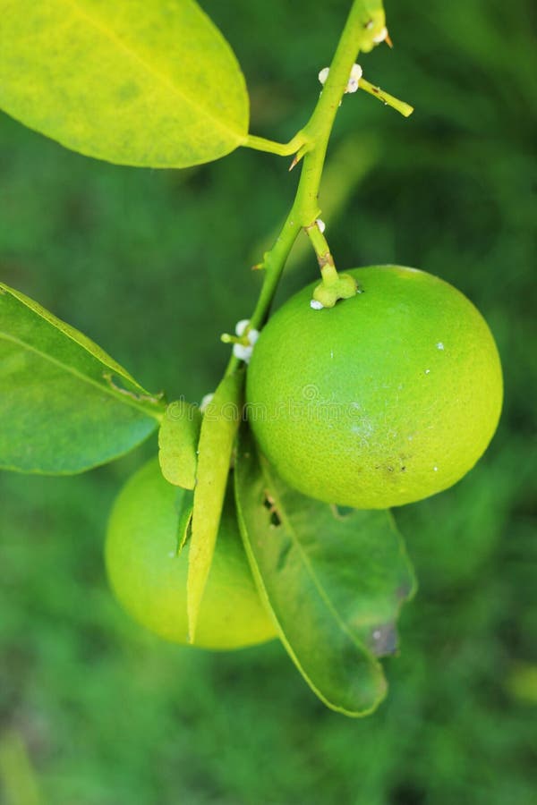 Lemon on tree in garden stock image. Image of natural - 35545279