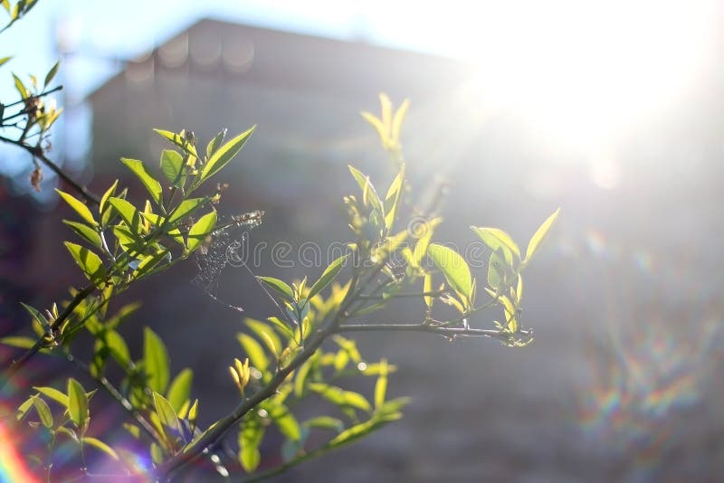 Lemon Tree stock photo. Image of outdoor, flora, lens - 177718118