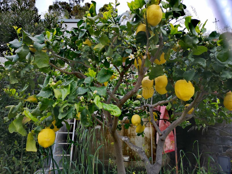 Ladder Citrus Stock Photos - Free & Royalty-Free Stock Photos from ...