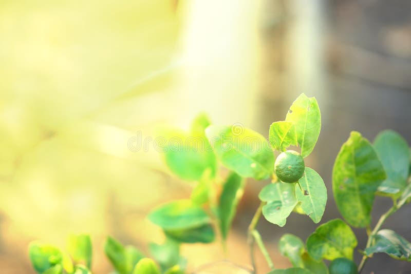 Lemon on Tree in Garden with Leaves and Sunlight Stock Photo - Image of ...