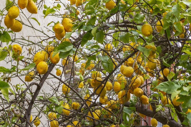 Lemon Tree in Garden at Ravello Italy. Stock Image - Image of summer ...