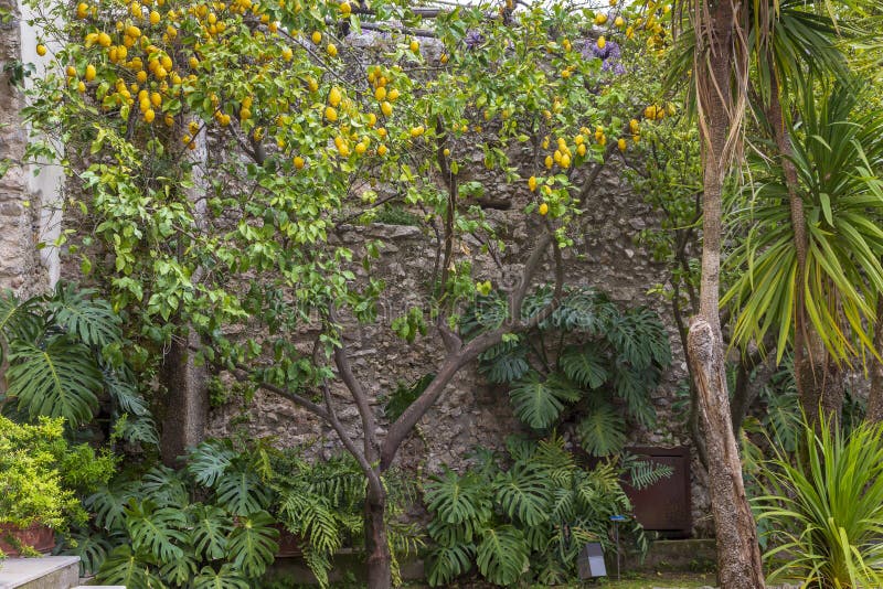 Lemon Tree in Garden at Ravello Italy. Stock Photo - Image of tourism ...