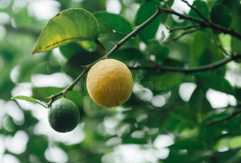 Lemon on tree stock image. Image of grow, agricultural - 64653787