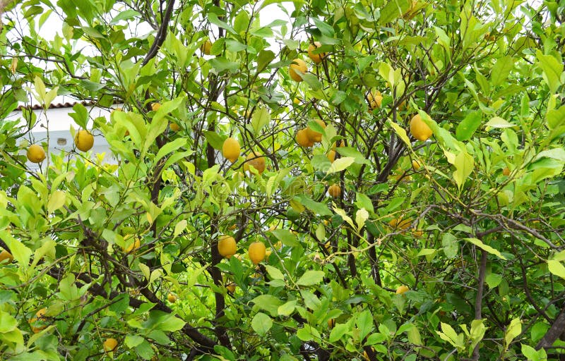 Wild lemon tree stock photo. Image of season, plant, healthy - 50604480