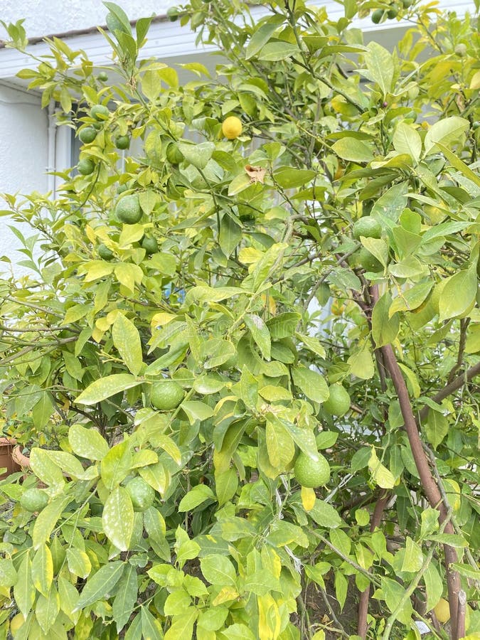 Lemon on a tree stock photo. Image of deciduous, produce - 284625202