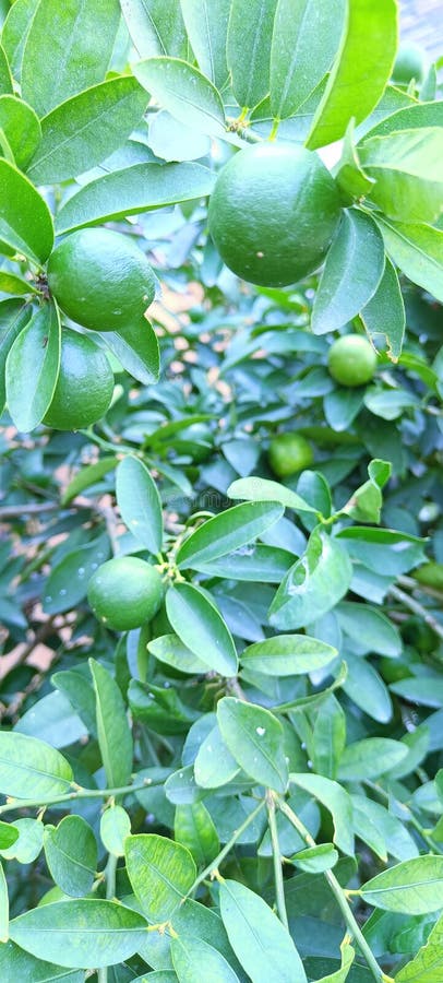 Lemon Tree Green View, Lemon Farm. Stock Image - Image of farm, lemon ...