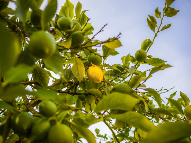 Lemon Tree with Green and Yellow Lemons Under the Clear Blue Sky Stock ...