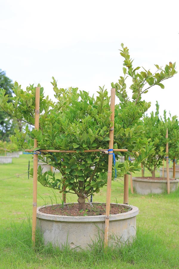 350 Beautiful Lime Tree Pot Stock Photos - Free & Royalty-Free Stock ...