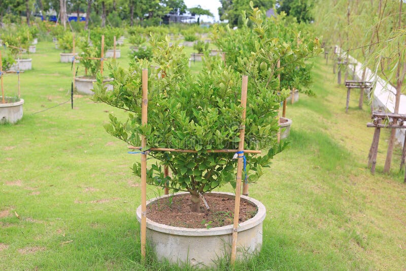 Lemon Tree Growing in a Cement Pot. Organic Lime Farm Stock Photo ...