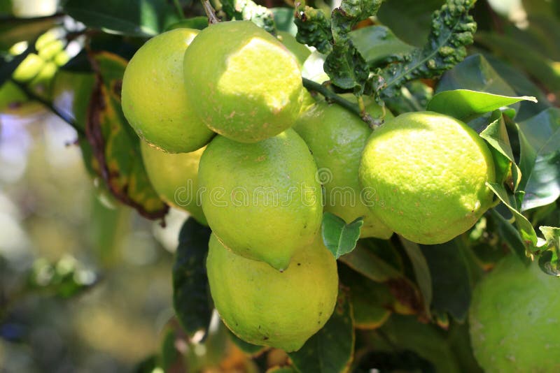 Lemon Tree Grows Year Round Stock Image - Image of green, lime: 88292835