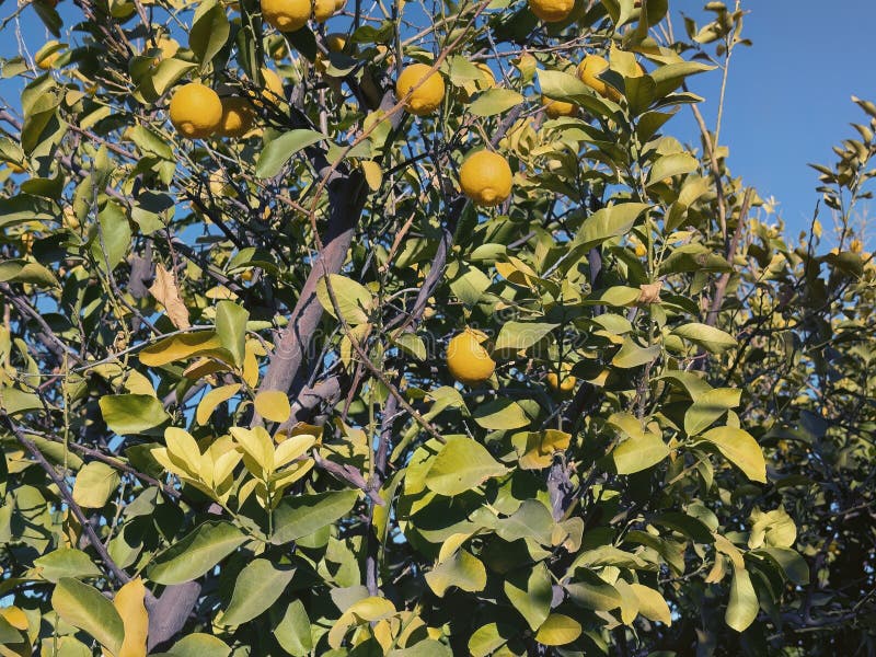 Lemon Tree with Hanging Fruit during Winter Stock Photo - Image of ...