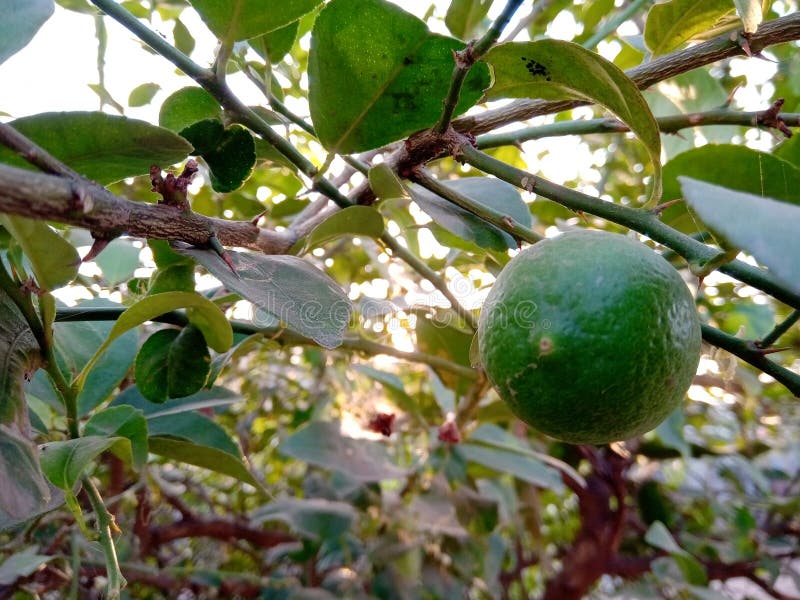 Lemon tree in indian farm stock image. Image of branch - 209246111