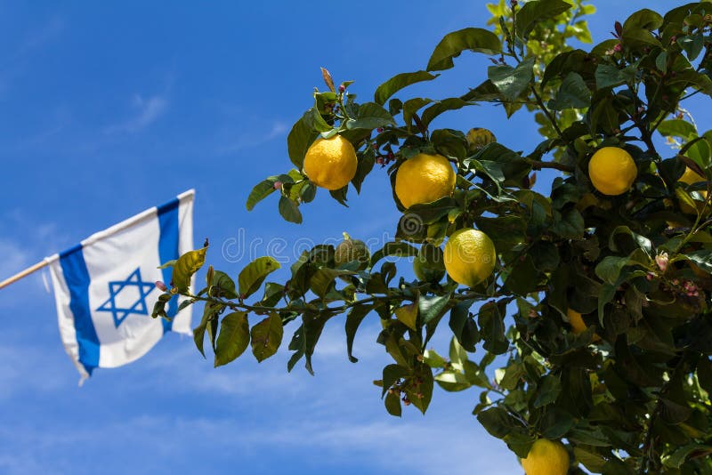 Lemon on a Tree and Israeli Flag, Against the Blue Sky Stock Image ...
