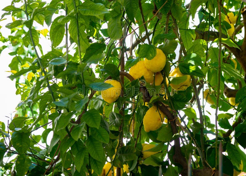 Lemon Tree in Positano, Italy Stock Photo - Image of freshness, fresh ...