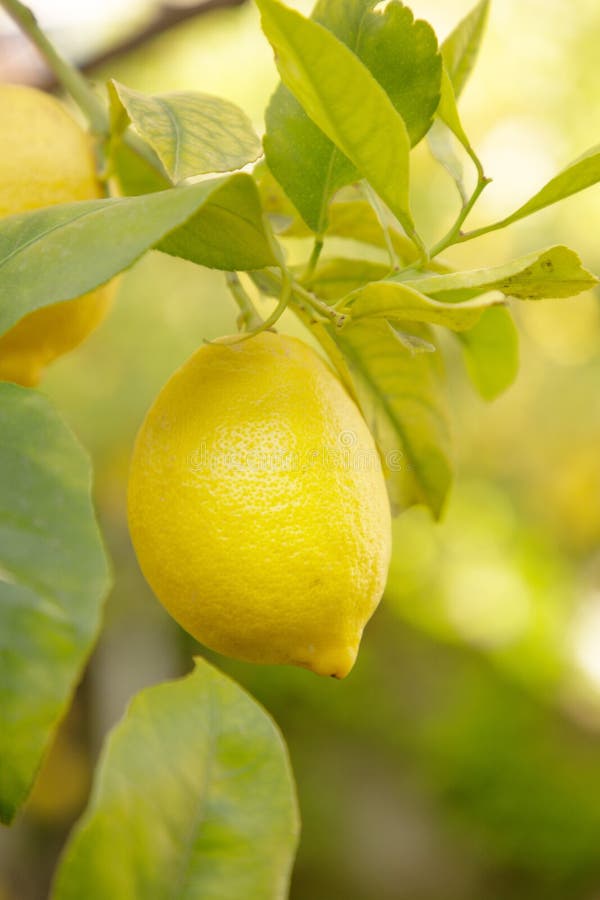 Single lemon on a tree stock image. Image of italian - 168444161