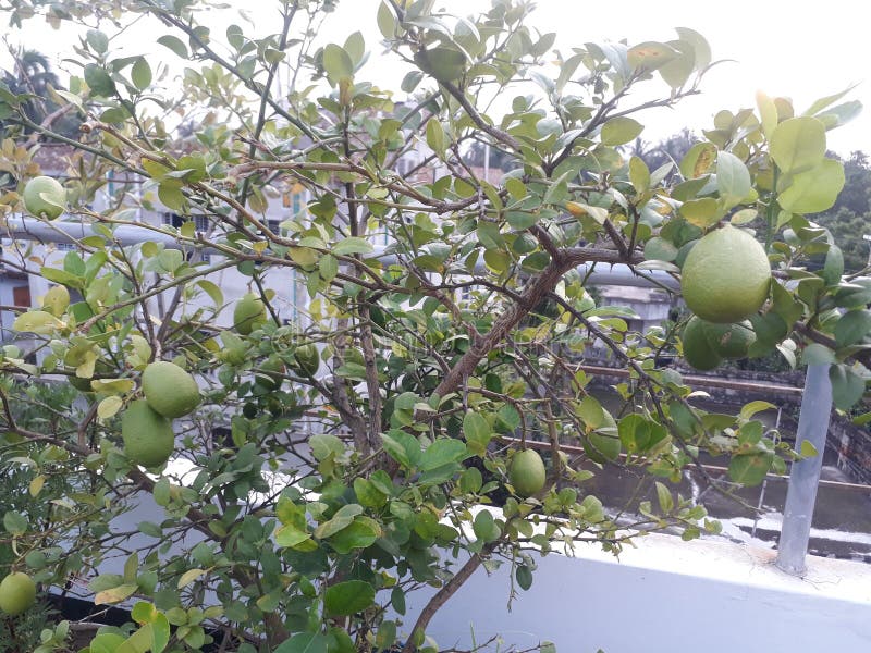 Lemon Tree....its Gives Lots of Fruit.. Stock Image - Image of ...