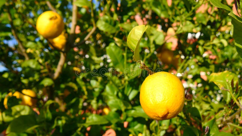 Lemon tree (4K) stock footage. Video of fresh, background - 52422212