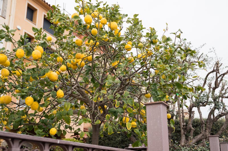 Lemon Tree Laden with Fruit Against Mediterranean House in Suburban ...