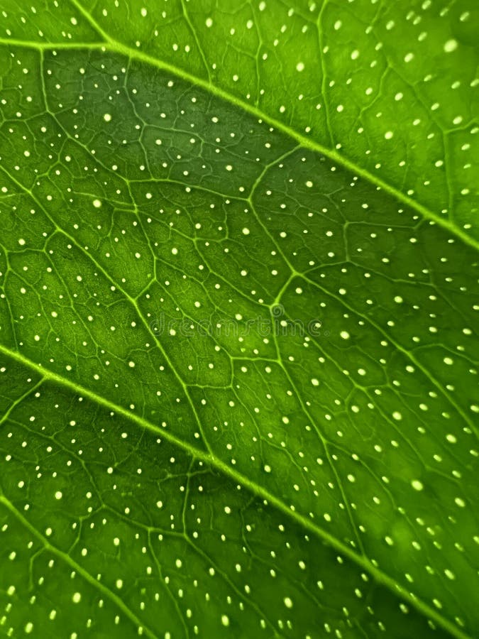 Lemon tree leaf macro shot stock image. Image of tree - 239155627