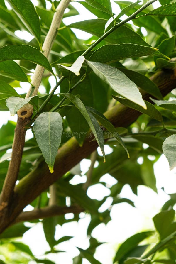 Lemon Tree, Lemon Leaves Close-up Stock Photo - Image of green, tree ...