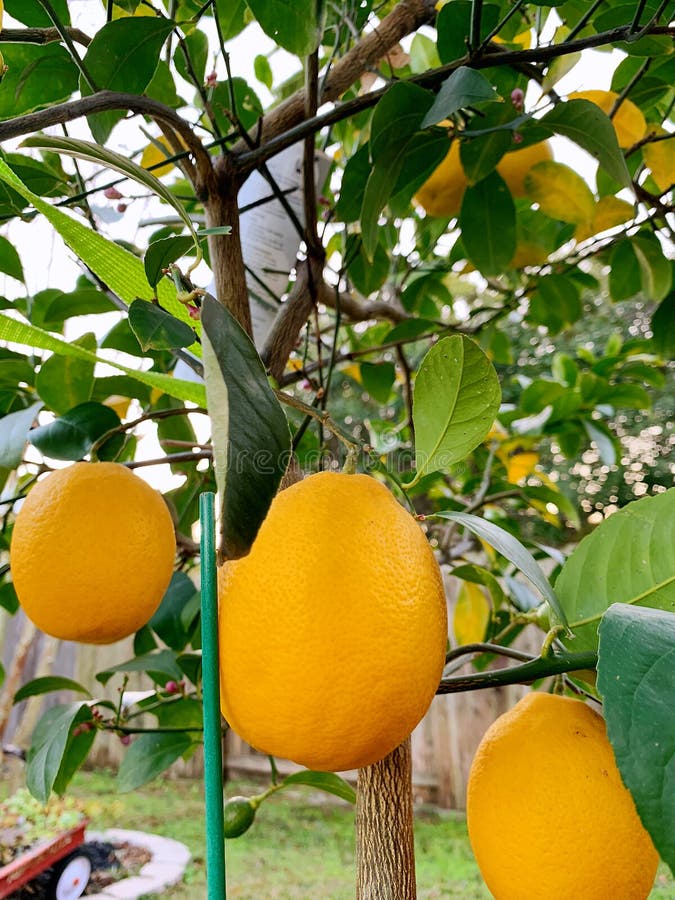 Lemon on the tree stock image. Image of summer, tree - 142102289