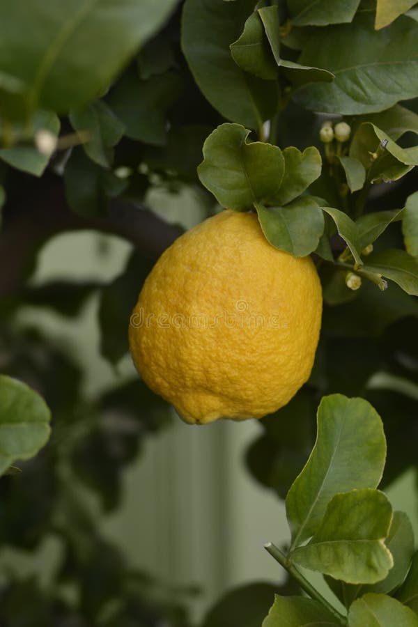 Lemon tree stock photo. Image of plant, close, botany - 245981124