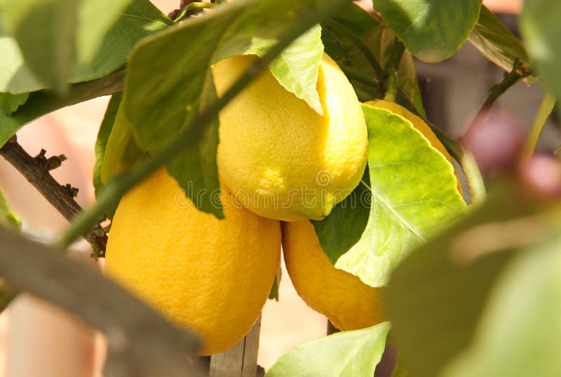 Lemon Tree with Lemons. Close-up Stock Image - Image of portugal, bunch ...