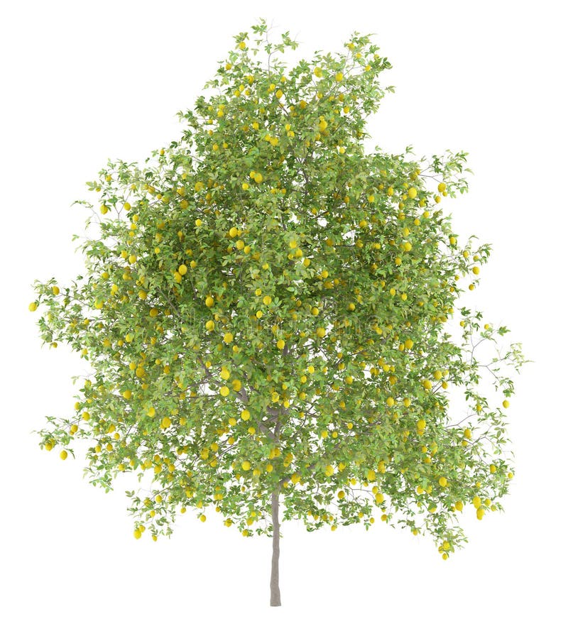 Lemon Tree with Lemons Isolated on White Stock Illustration ...