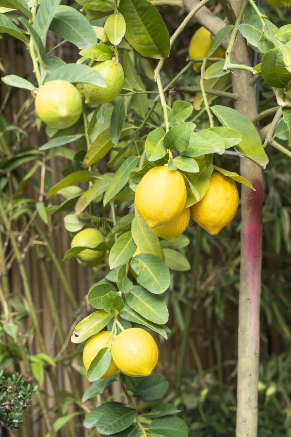 Lemon tree with lemons stock image. Image of dark, leaf - 185591703