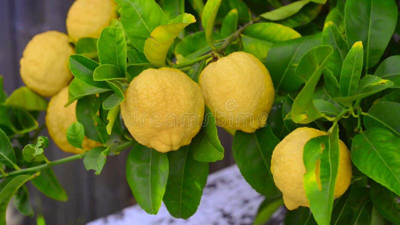 Lemon tree with lemons stock video. Video of closeup - 41437737