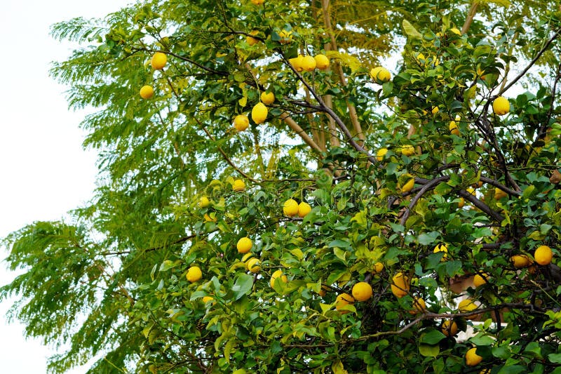Lemon Tree with Lemons Ripening in the Sun on Its Branches Stock Photo ...