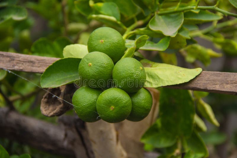 Lemon tree stock image. Image of food, sour, tree, vitamins - 84284235