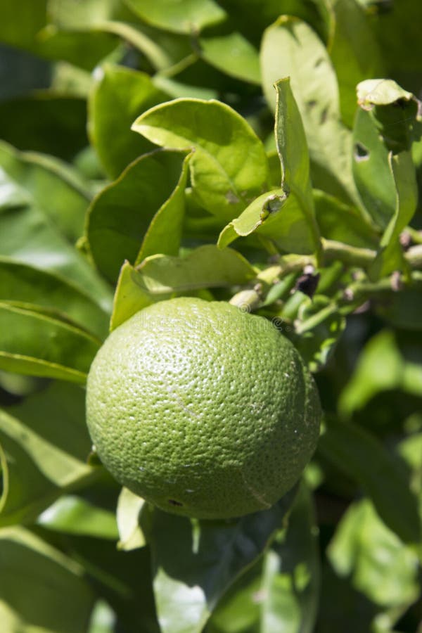 Lemon tree stock image. Image of gardening, farm, closeup - 97355391