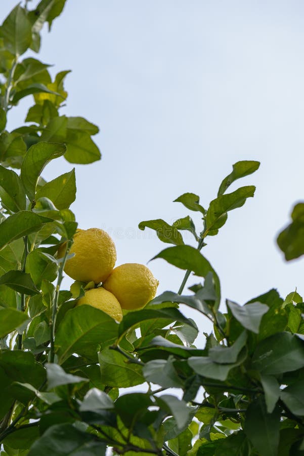 Lemon on Tree stock photo. Image of citrus, plant, agriculture - 52552776