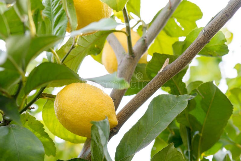 Lemon on Tree stock photo. Image of food, organic, italy - 58175652