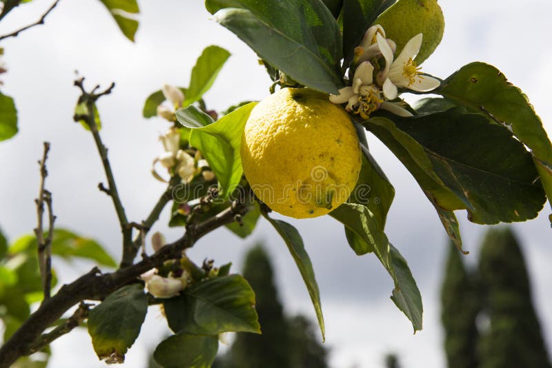 Lemon tree stock image. Image of plant, juicy, food, agriculture - 59007239