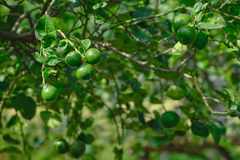 Lemon on the tree outdoor stock image. Image of leaf - 166353731