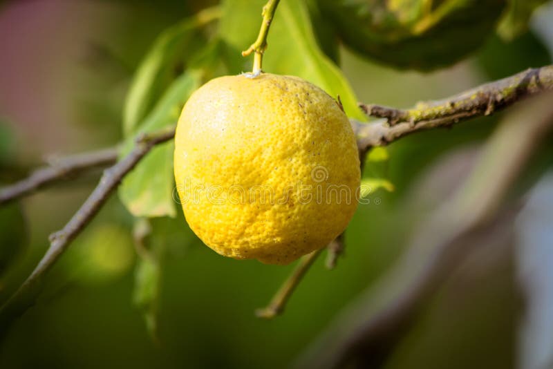 Lemon Tree Outdoors. Near the Sea Stock Photo - Image of orange ...