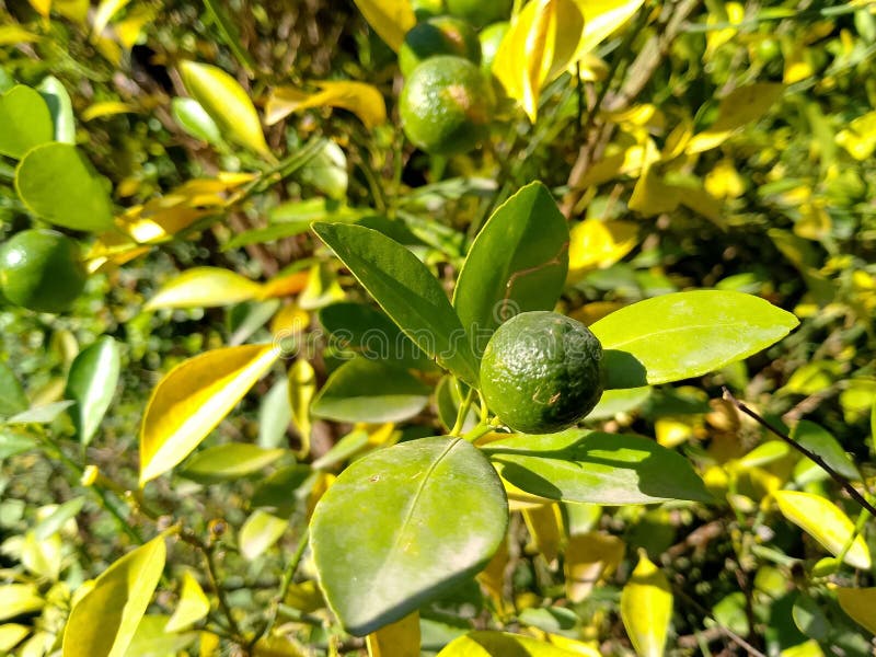 Lemon tree stock photo. Image of plant, sunlight, autumn - 349163024
