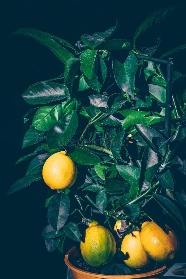 Lemon tree in a pot stock photo. Image of citron, tree - 115778428