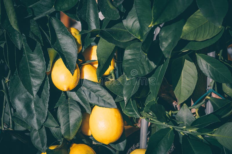 Lemon tree in a pot stock photo. Image of healthy, grocery - 115778412