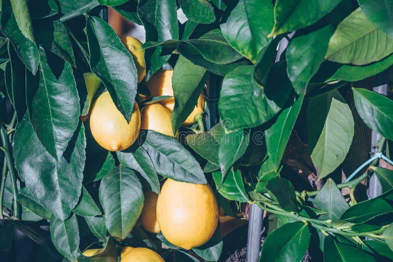 Lemon tree in a pot stock image. Image of citrus, health - 115778427