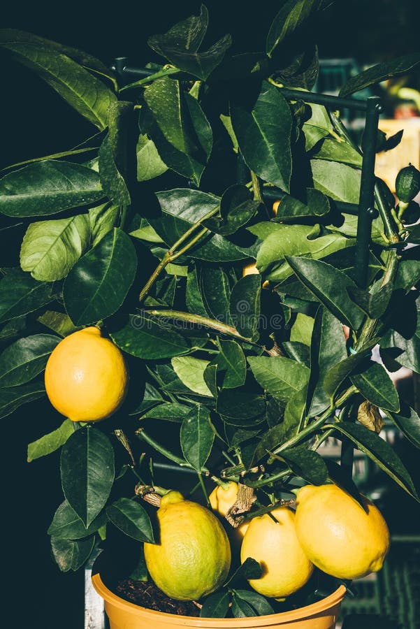 Lemon tree in a pot stock photo. Image of fresh, nutrition - 115778434