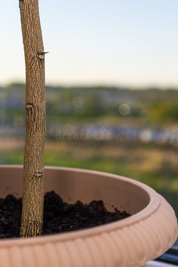 Lemon Tree in a Pot on the Windowsill. the Plant Grows at the Window in ...