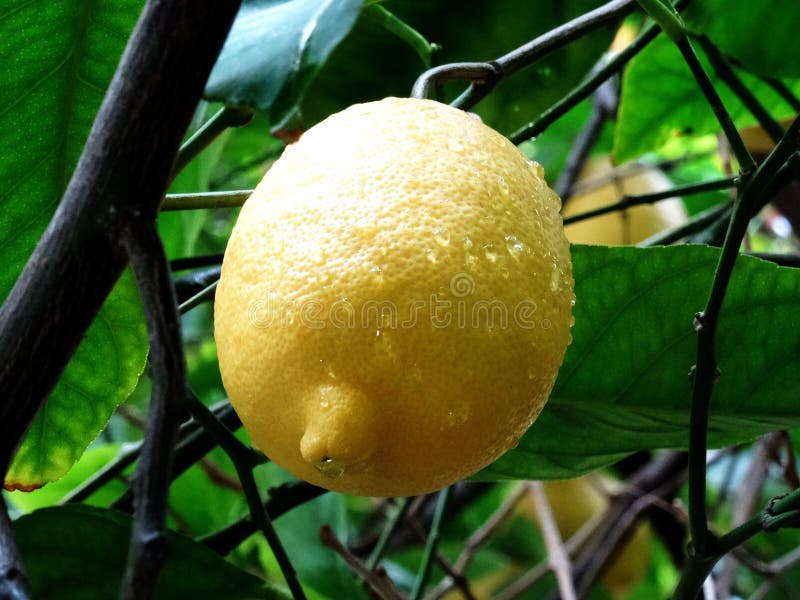 Lemon on the Tree after the Rain Stock Photo - Image of sour, green ...