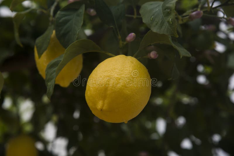 Lemon on the Tree in the Rain Stock Image - Image of leaf, growing ...